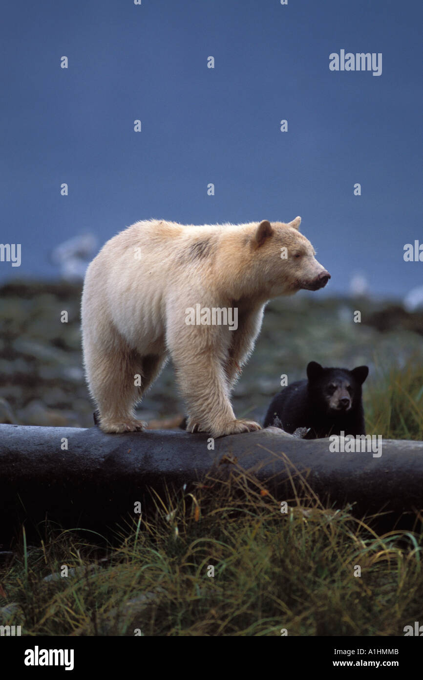 spirit bear kermode black bear Ursus americanus sow with cub walking on ...