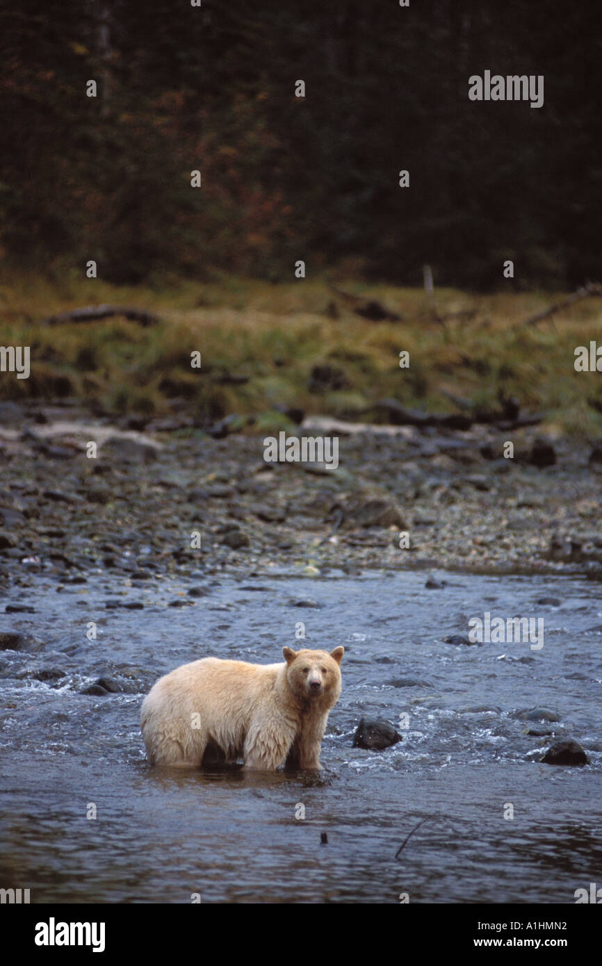 spirit bear kermode black bear Ursus americanus sow fishing for salmon ...