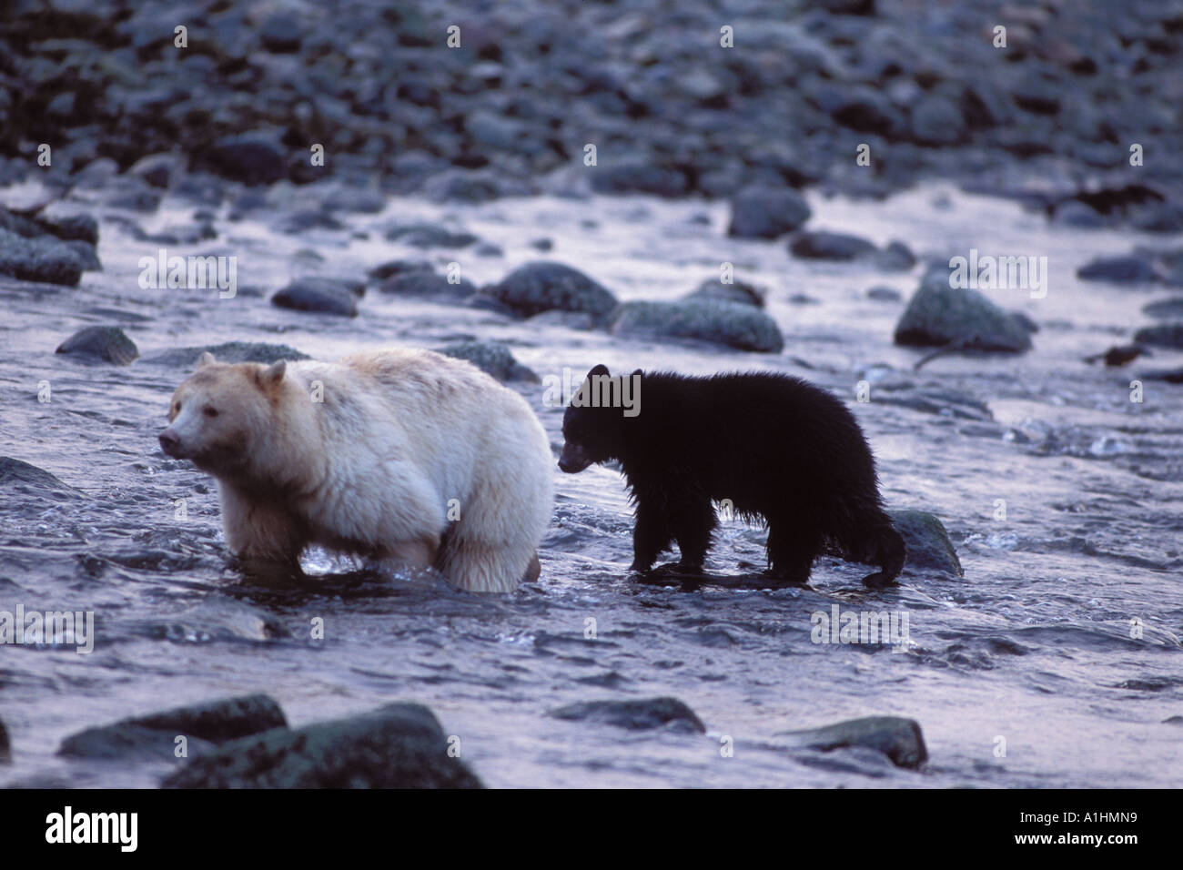 spirit bear kermode black bear Ursus americanus sow with cub looking ...