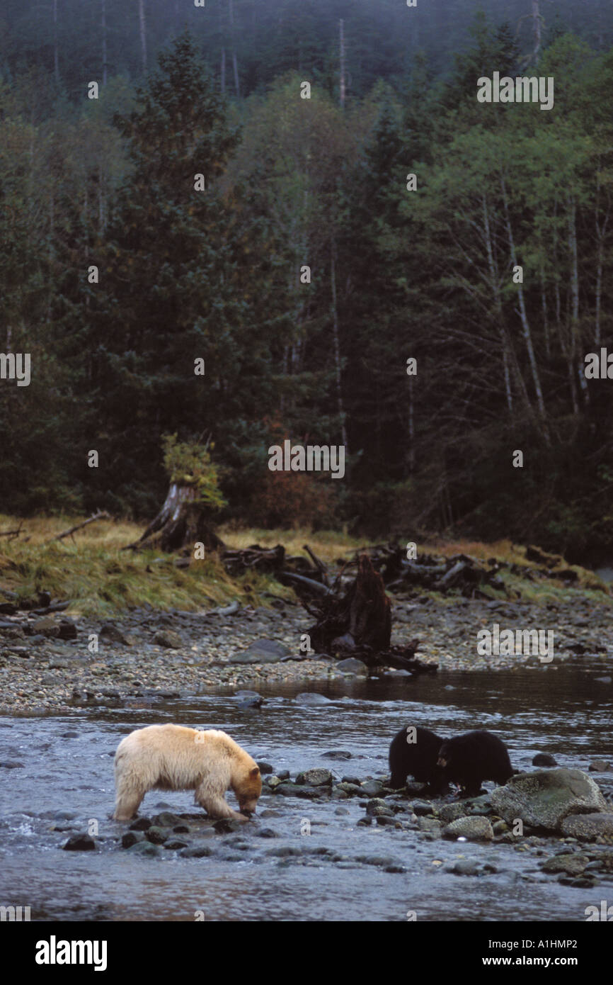 spirit bear kermode black bear Ursus americanus sow with cubs looking ...