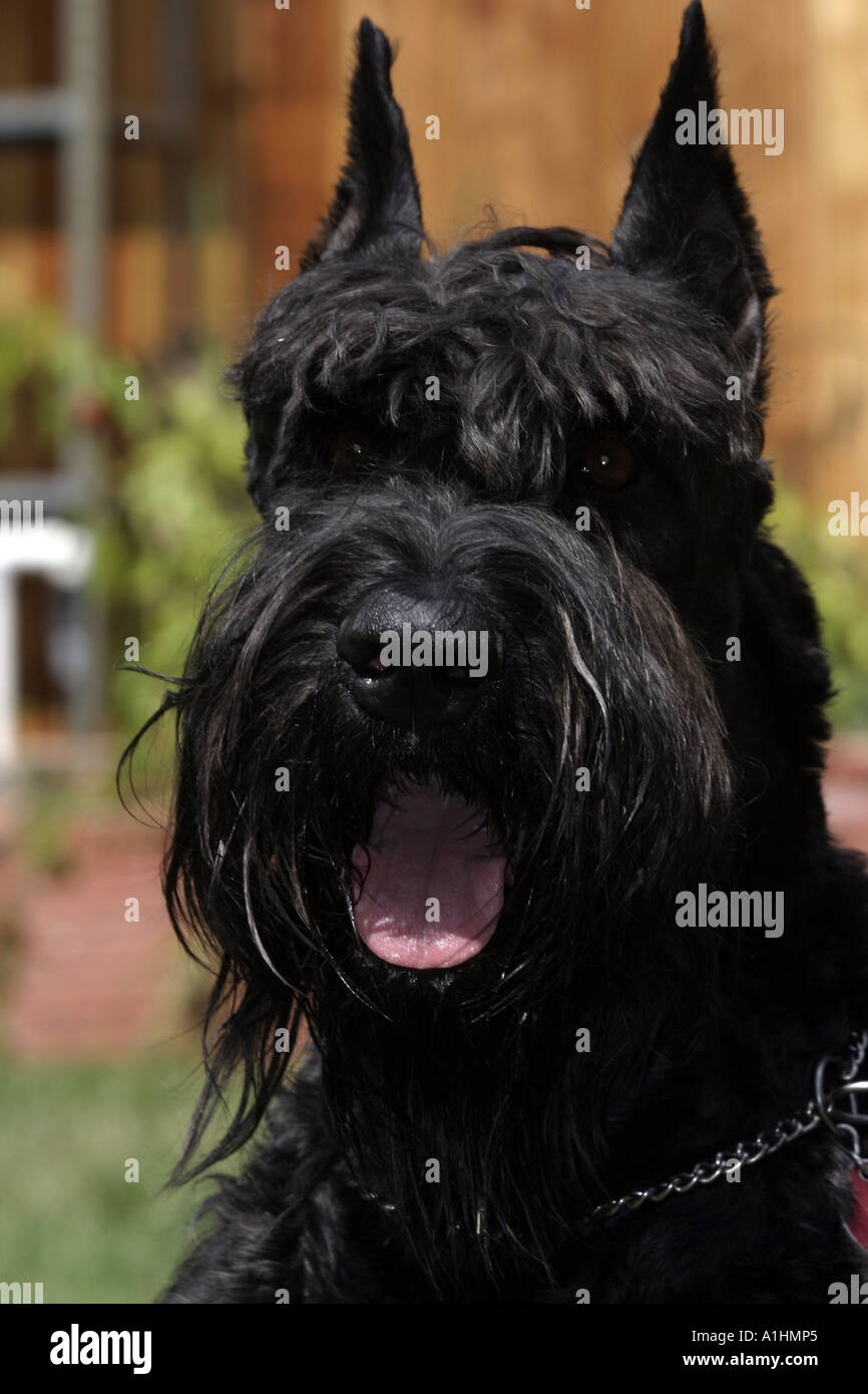 Black Giant Schnauzer Head view Stock Photo - Alamy