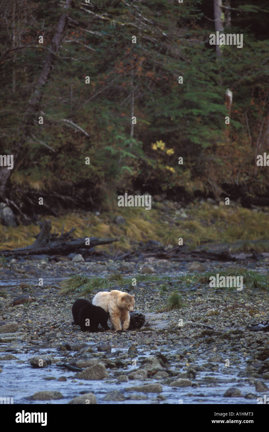 spirit bear kermode black bear Ursus americanus sow with cub feeding on ...