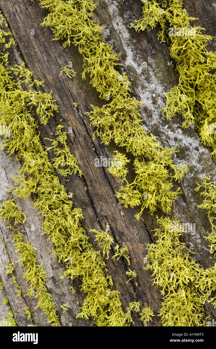 Wolf lichen, Letharia vulpina, Firehole Lake Drive, Yellowstone ...