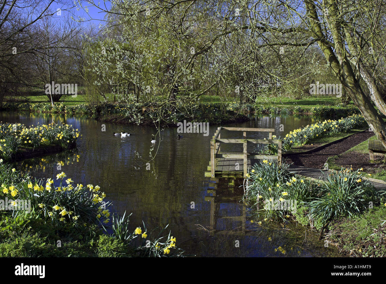 Pond and ducks hi-res stock photography and images - Alamy