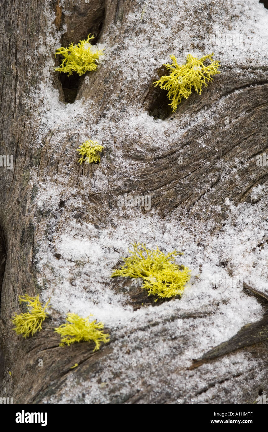 Wolf lichens hi-res stock photography and images - Alamy