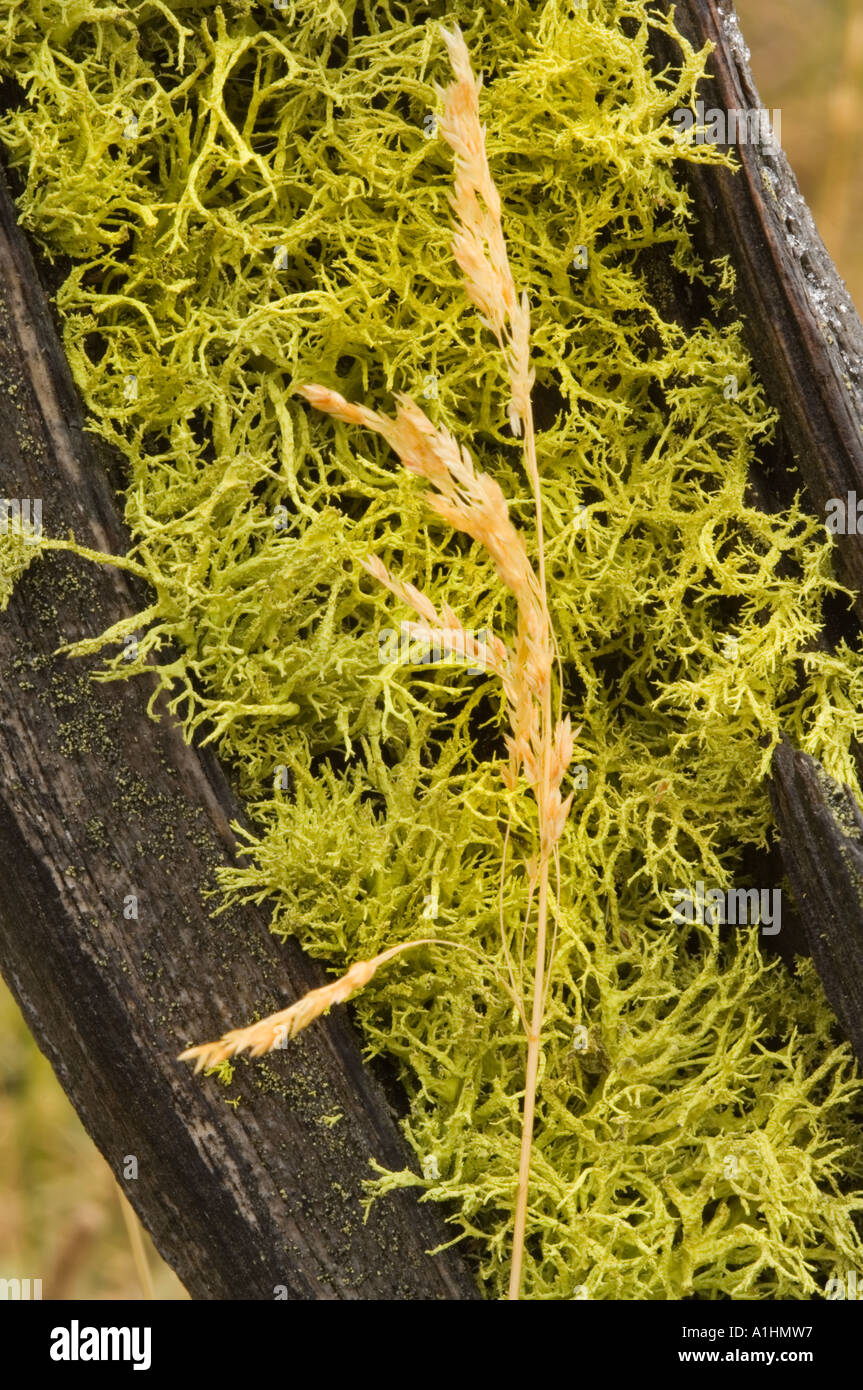 Wolf lichen (Letharia vulpina) grows on wood, Firehole Lake Drive ...