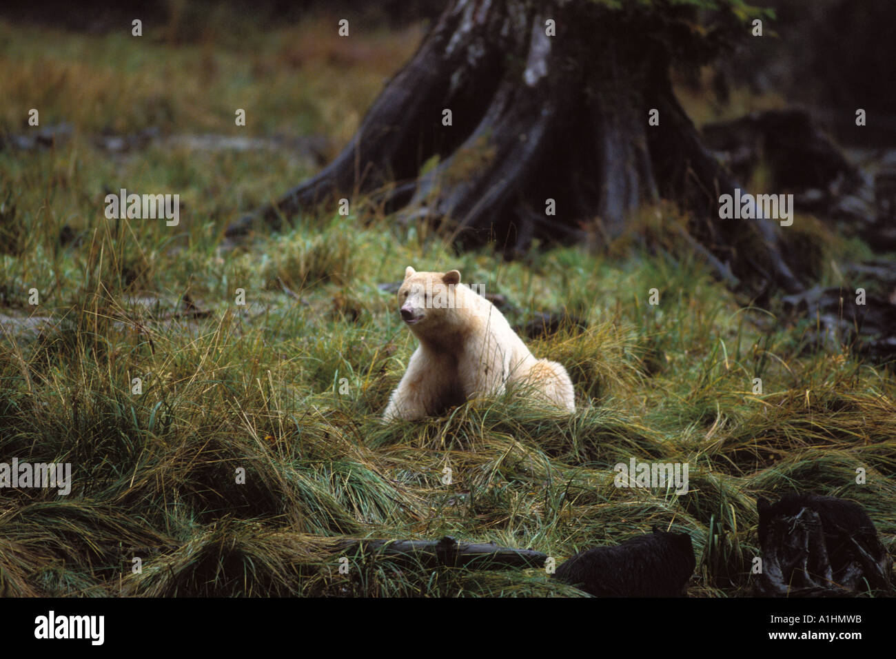 spirit bear kermode black bear Ursus americanus sow in the rainforest ...