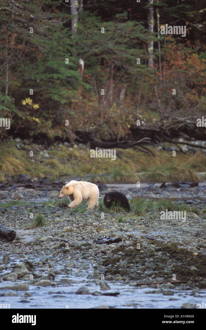 spirit bear kermode black bear Ursus americanus sow with cub walking in ...