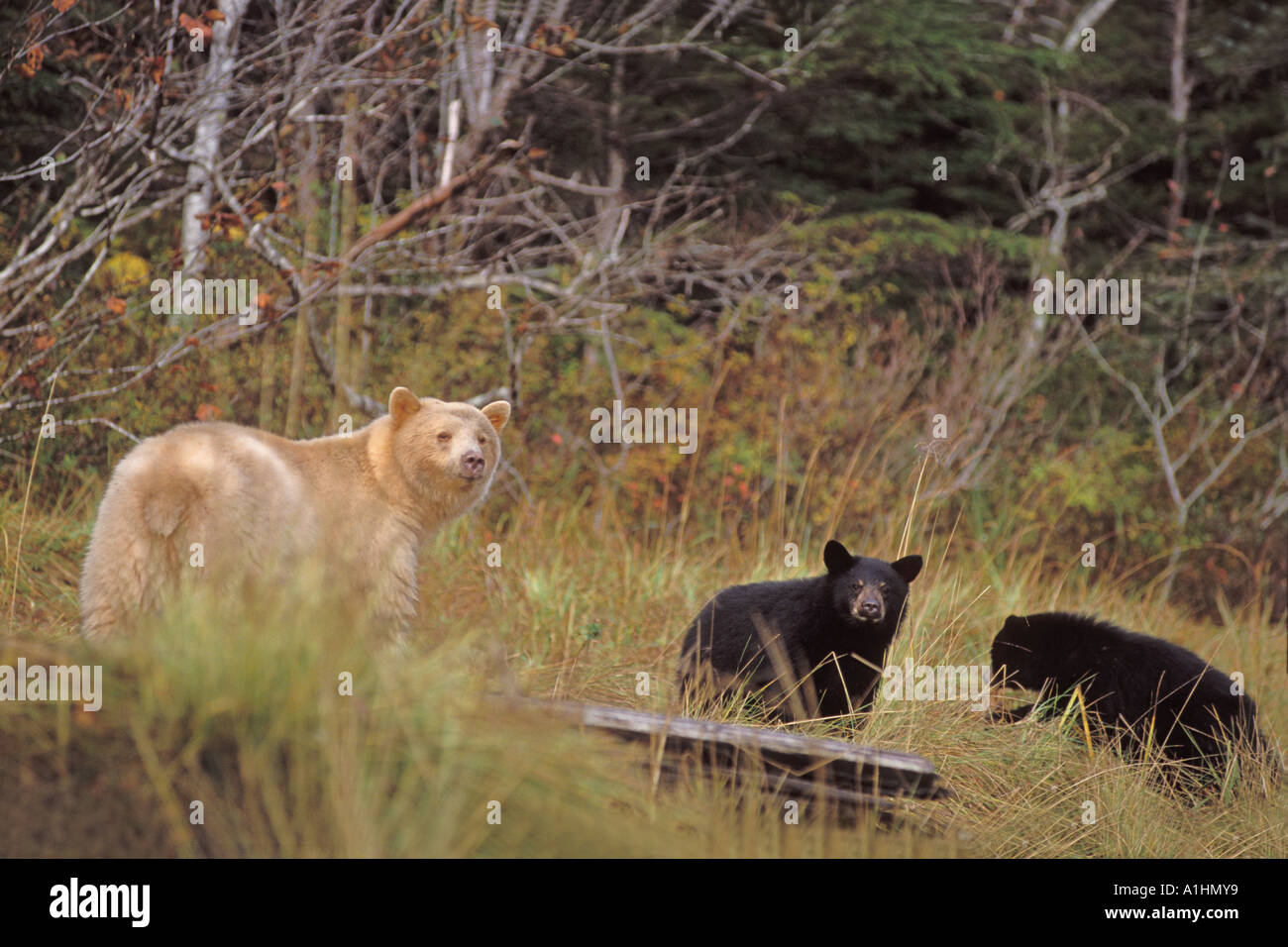 spirit bear kermode black bear Ursus americanus sow with cubs in the ...