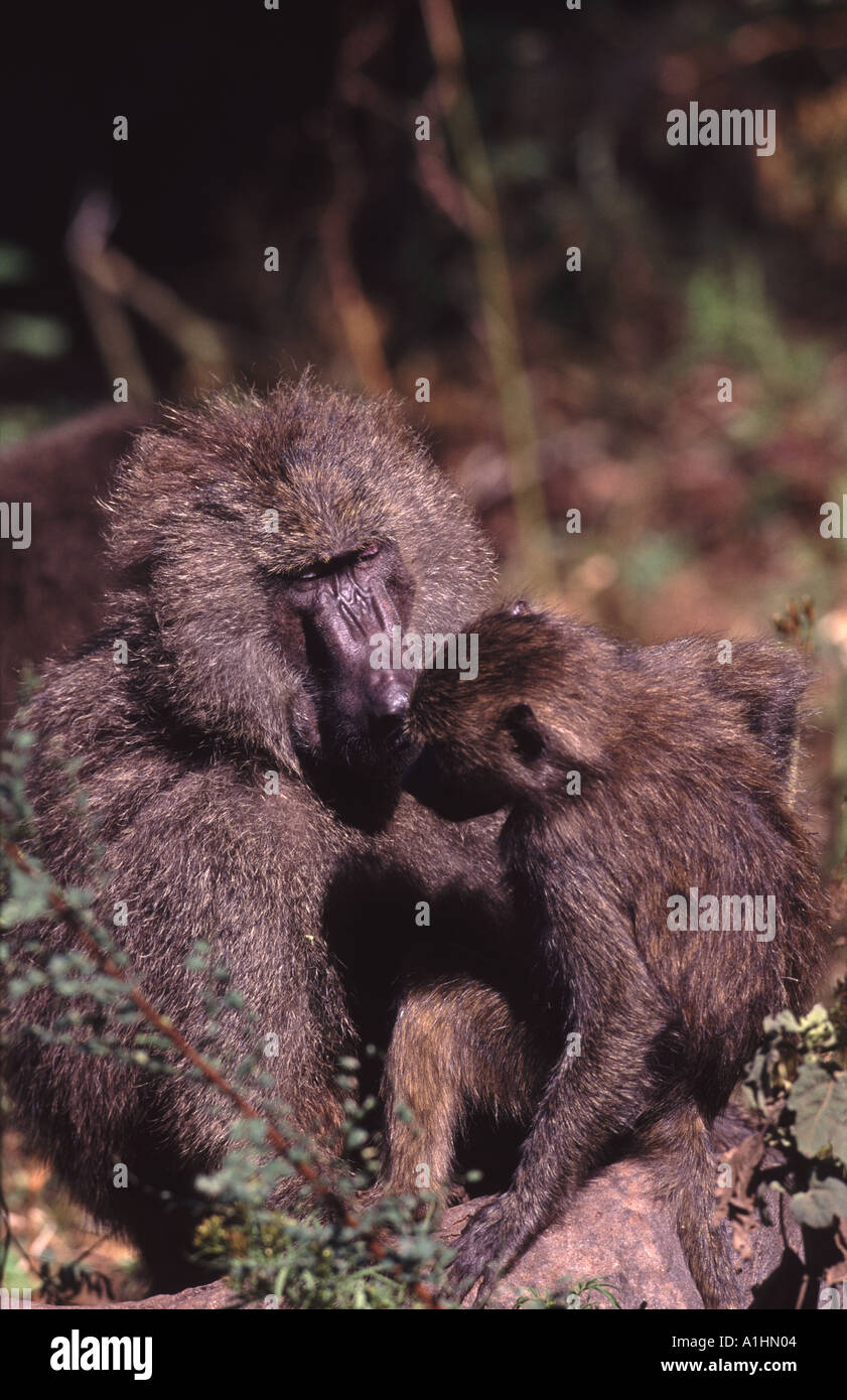african monkeys baboons baboon Stock Photo - Alamy