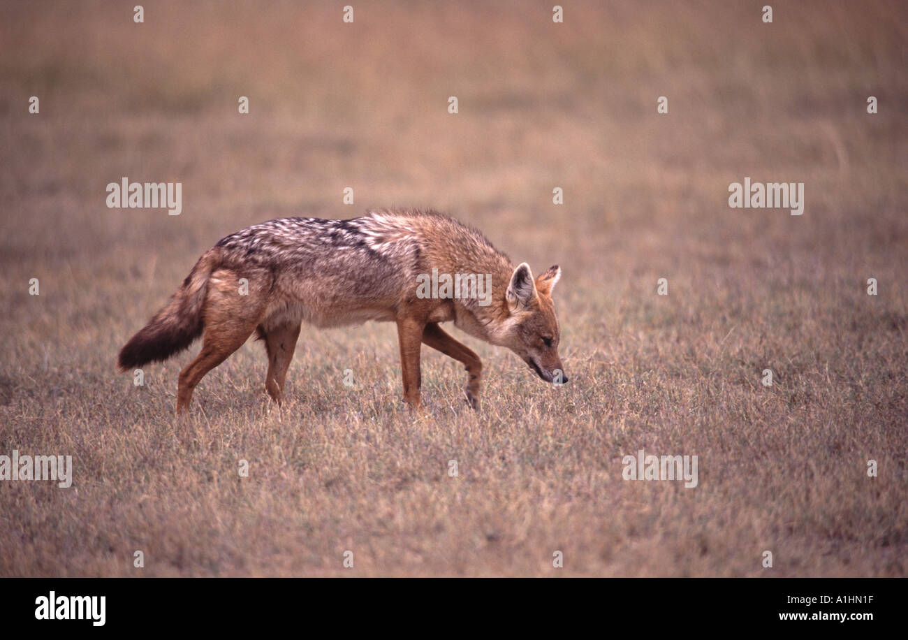 Prairie dog africa hi-res stock photography and images - Alamy