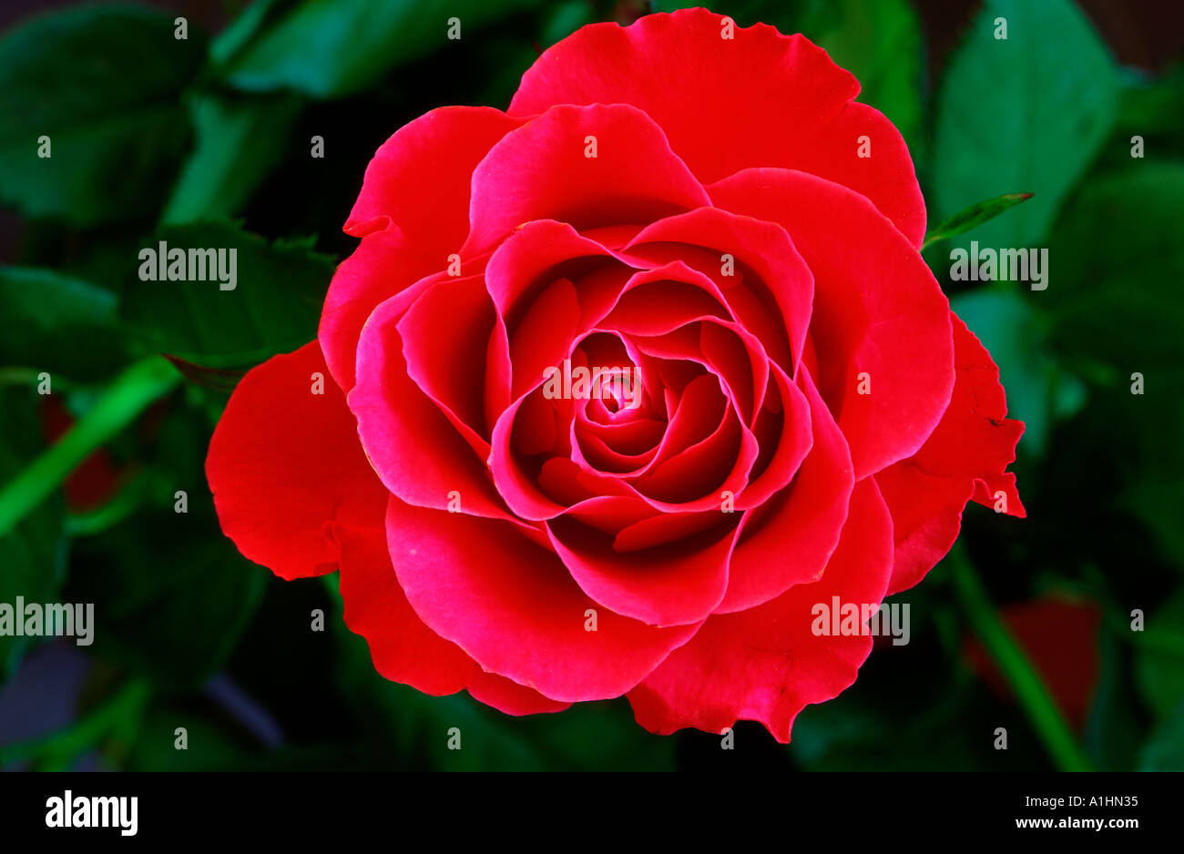 Rosa singular hi-res stock photography and images - Alamy
