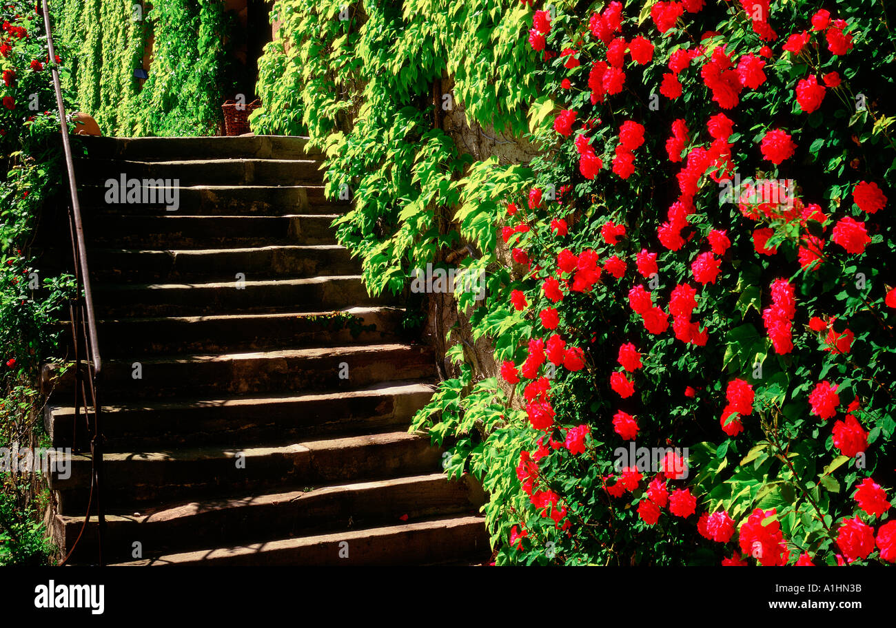 outdoor steps with red roses Stock Photo - Alamy