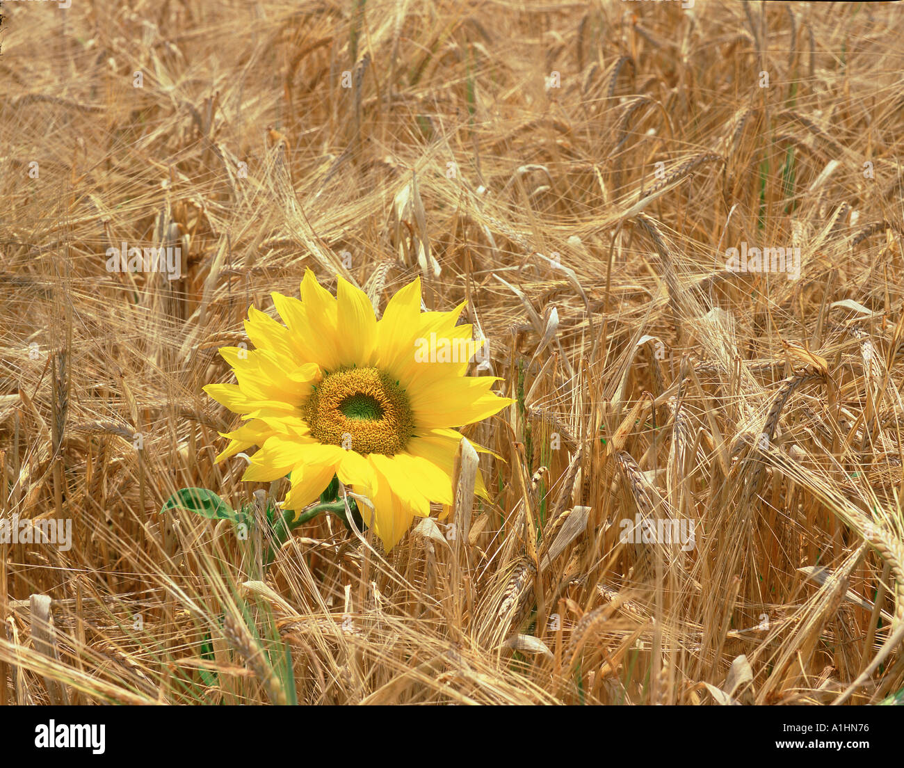 sunflower in wheatfield Stock Photo - Alamy