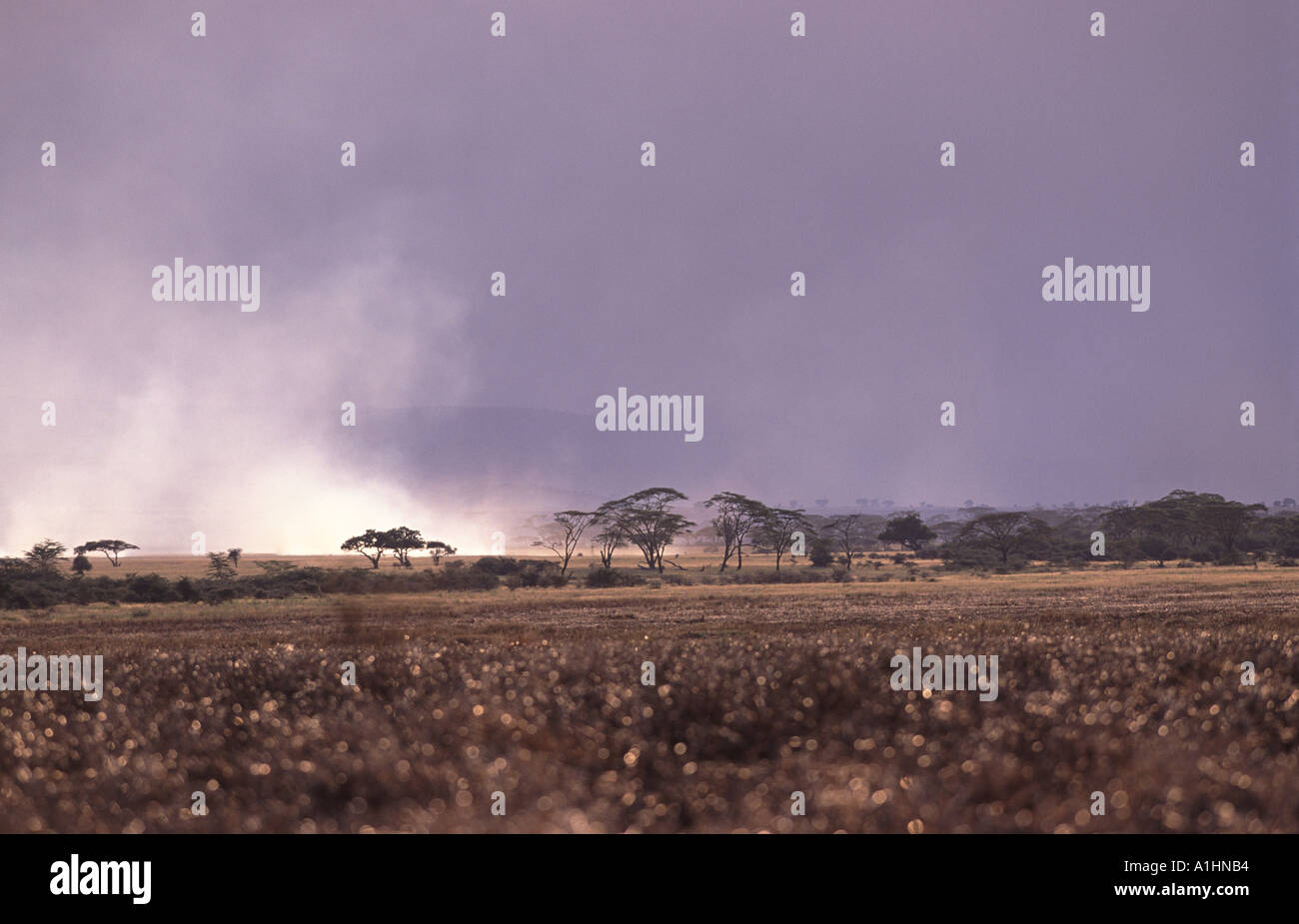 African forest fire Stock Photo - Alamy