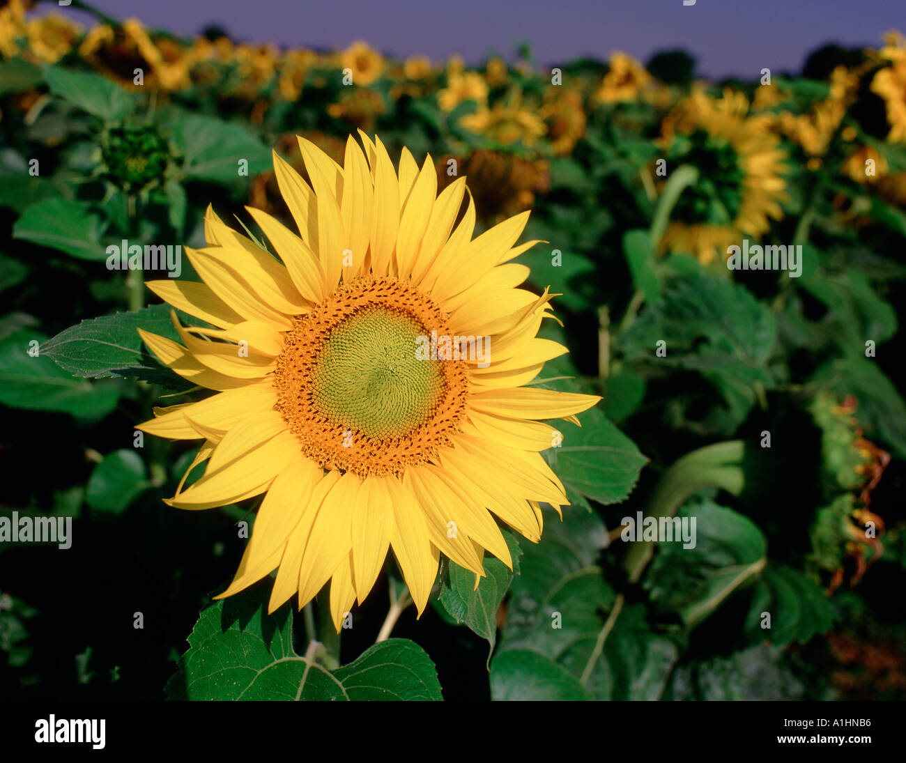 Singular bright yellow flower hi-res stock photography and images - Alamy