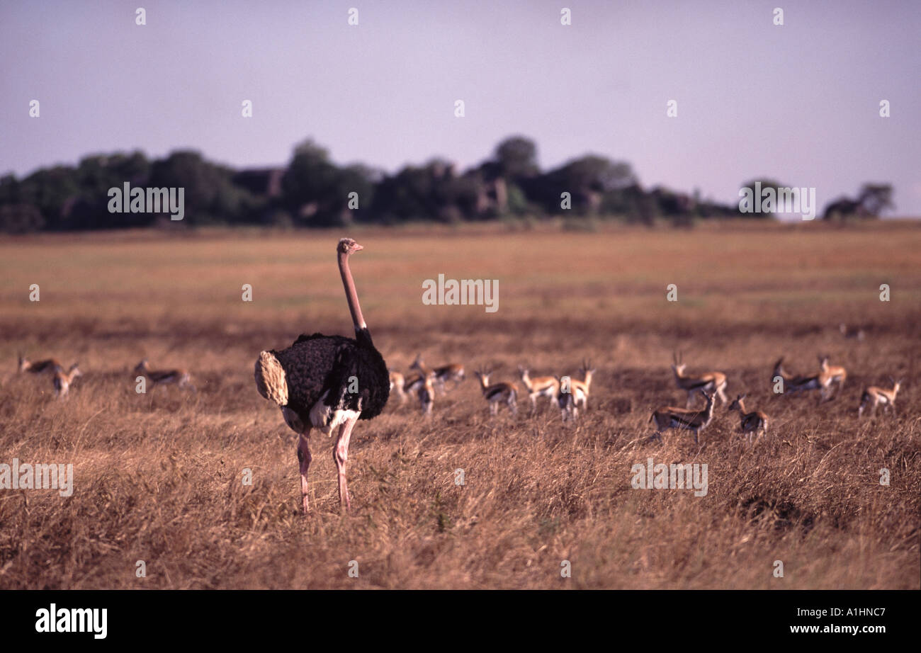 Ostrich spotting animals hi-res stock photography and images - Alamy