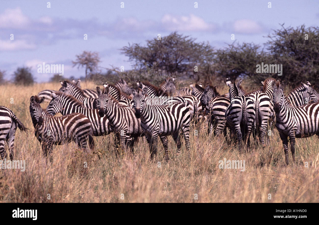 Zebra wildlife animals in nature hi-res stock photography and images ...