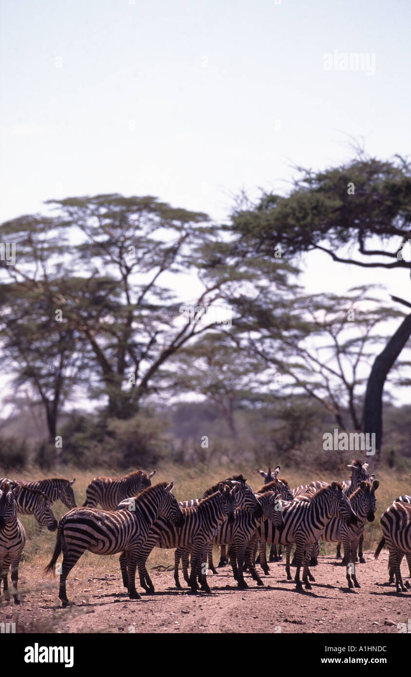 Zebra panic hi-res stock photography and images - Alamy