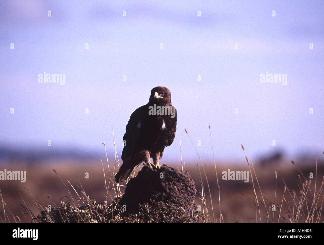 Predator eagles eagle hi-res stock photography and images - Alamy