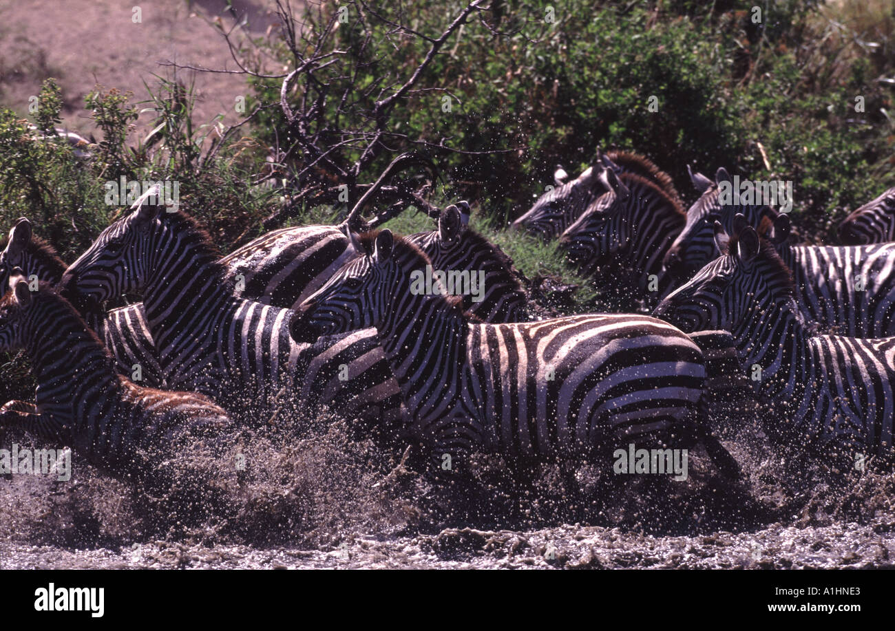 Zebra running away hi-res stock photography and images - Alamy