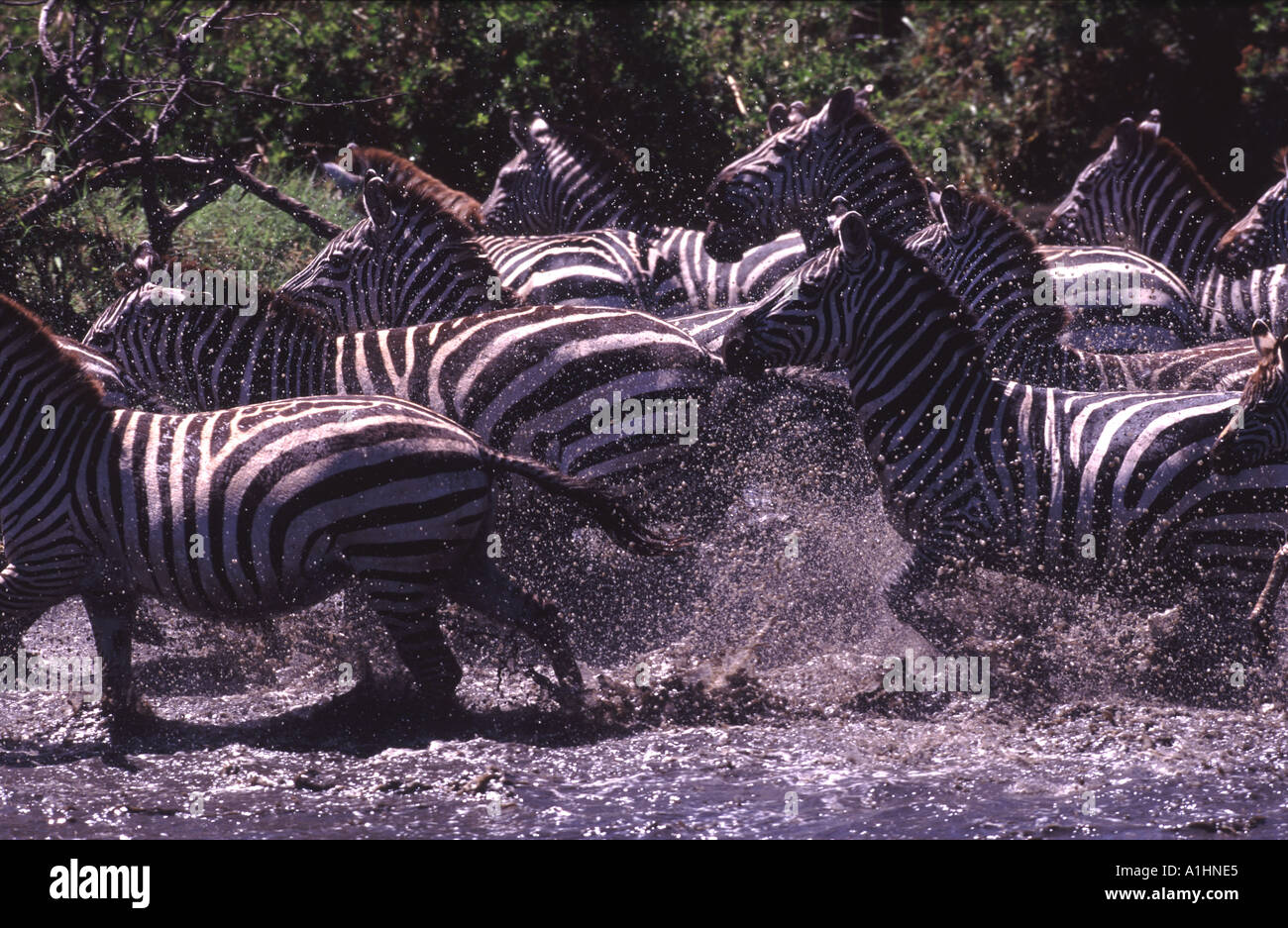Zebra running away hi-res stock photography and images - Alamy
