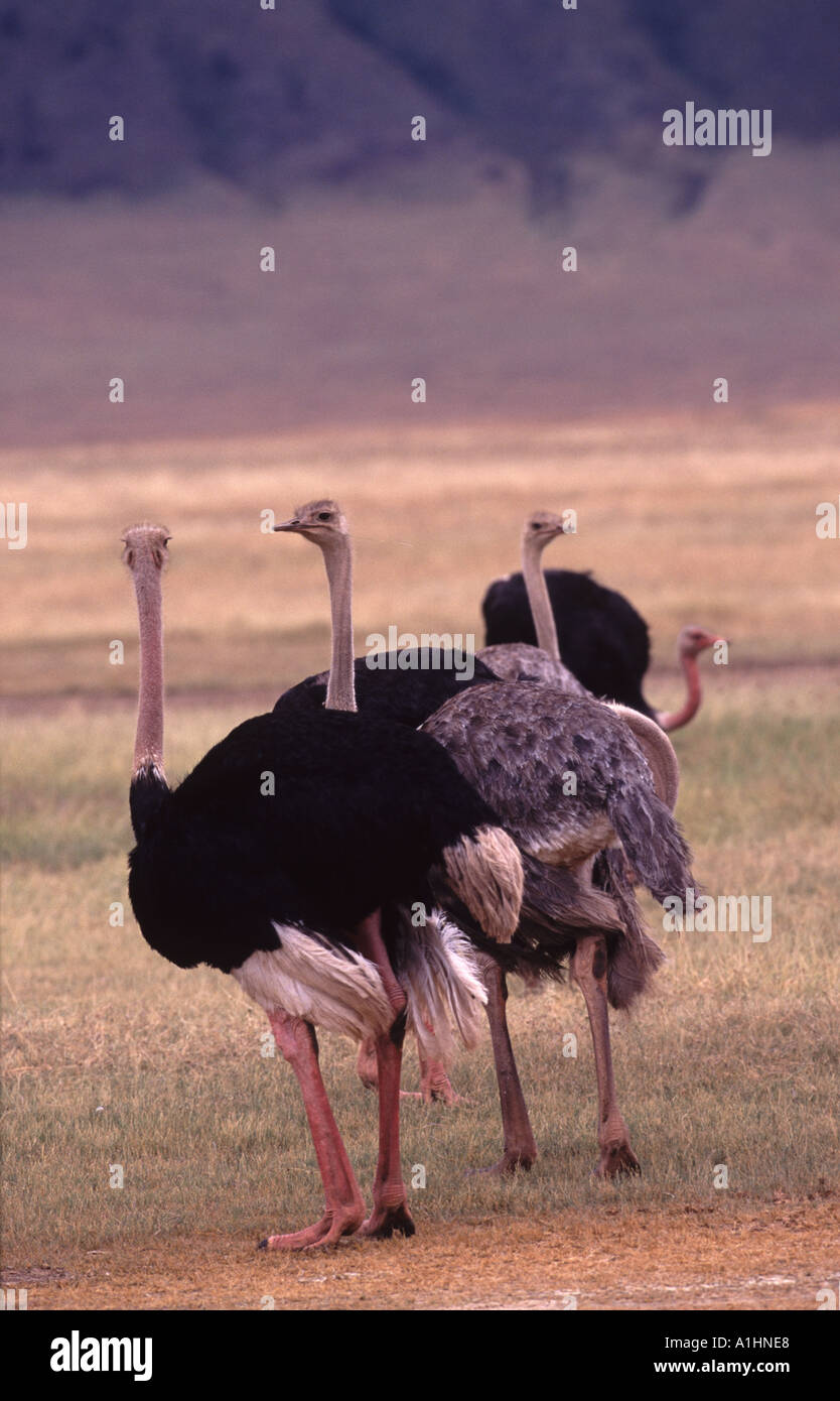 Ostrich spotting animals hi-res stock photography and images - Alamy