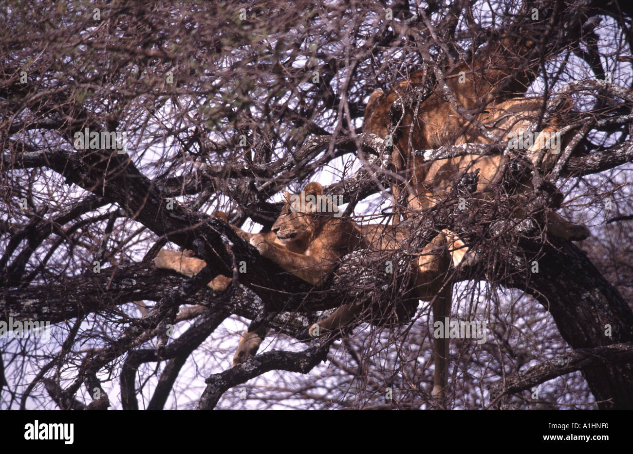 lions on top of the tree Stock Photo - Alamy