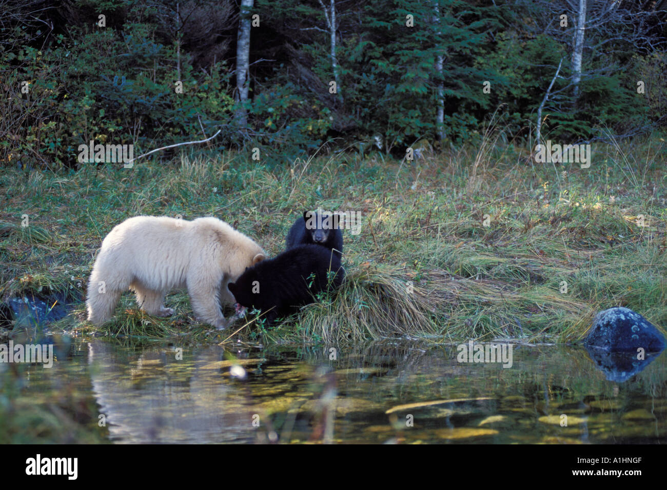 spirit bear kermode black bear Ursus americanus sow with cubs feeding ...