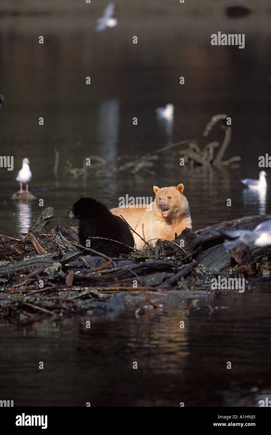 spirit bear kermode black bear Ursus americanus sow with cub fishing ...
