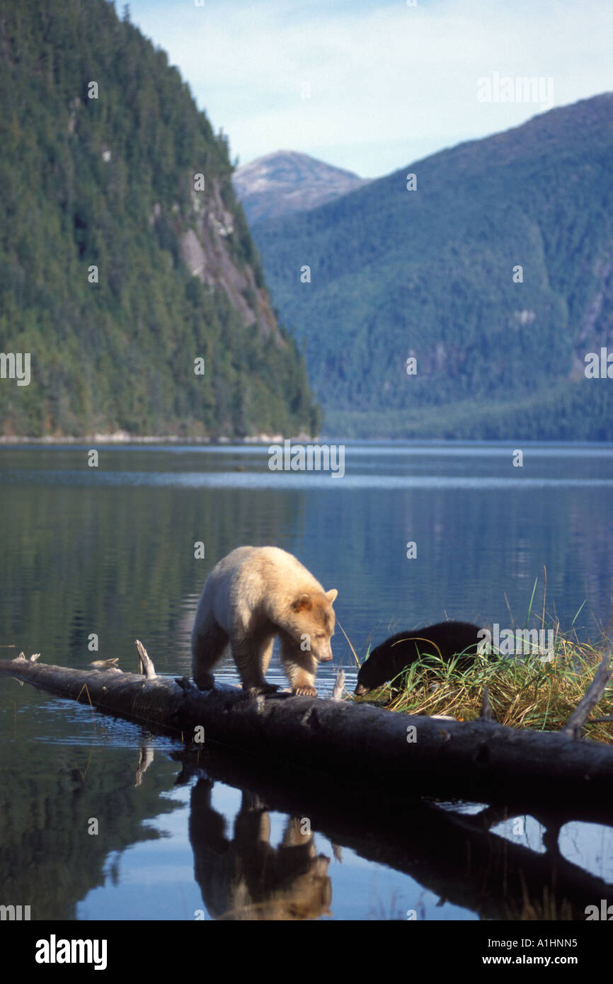 spirit bear kermode black bear Ursus americanus sow with cub walking on ...