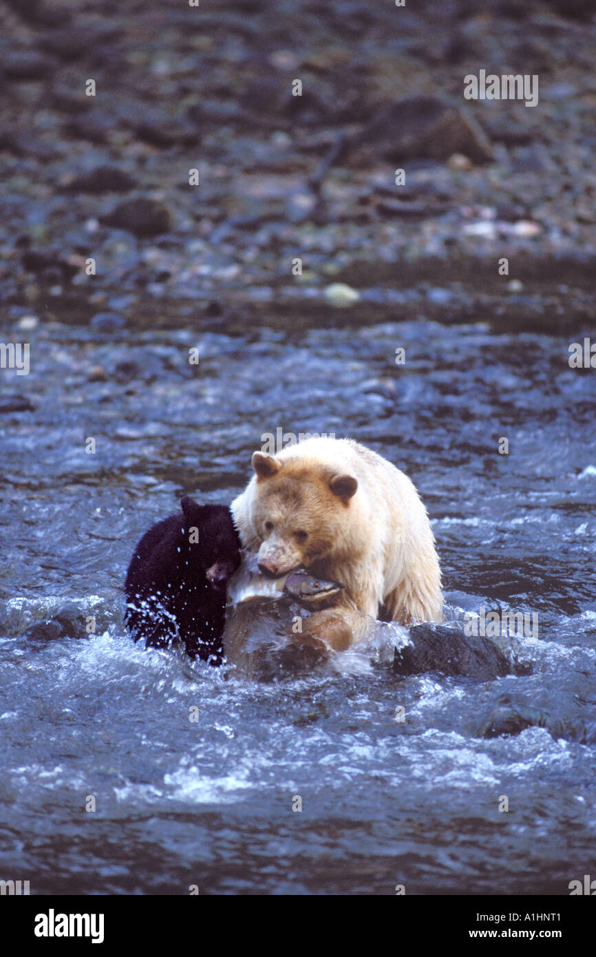 spirit bear kermode black bear Ursus americanus sow with cub catching ...