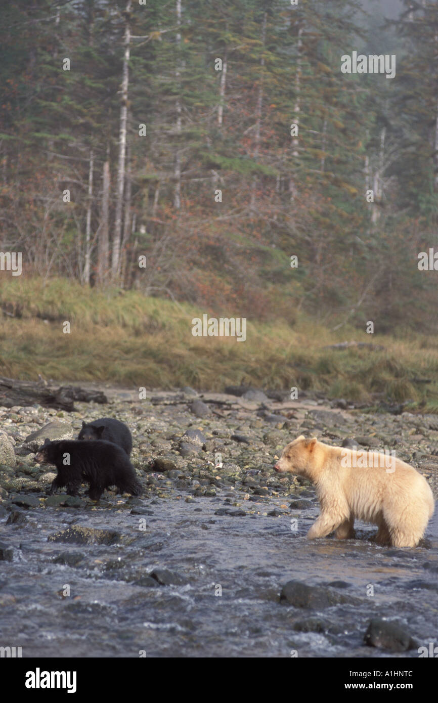 spirit bear kermode black bear Ursus americanus sow fishing for salmon ...
