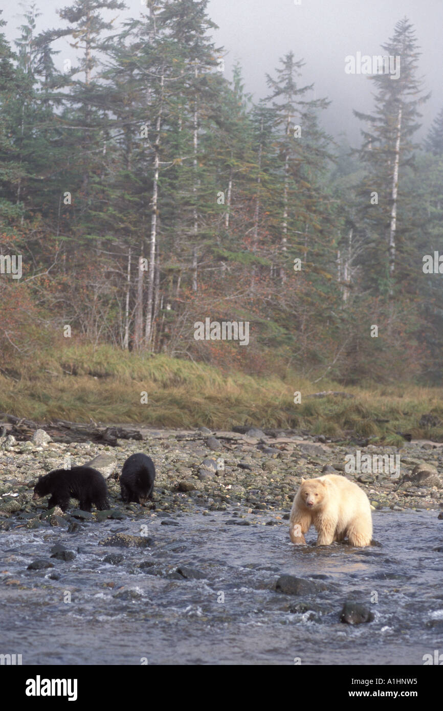 spirit bear kermode black bear Ursus americanus sow with cubs fishing ...