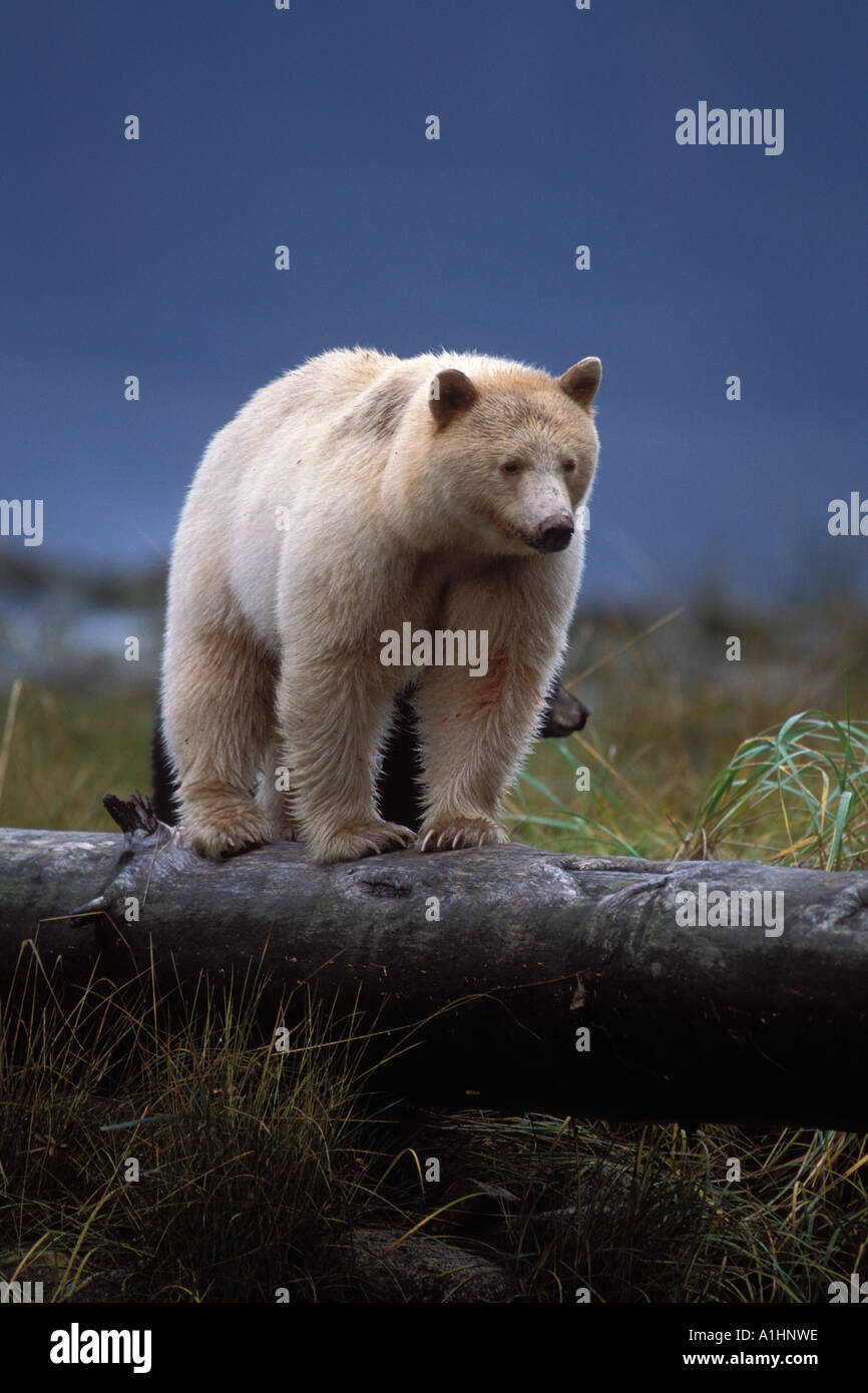 spirit bear kermode black bear Ursus americanus sow with cub walking on ...