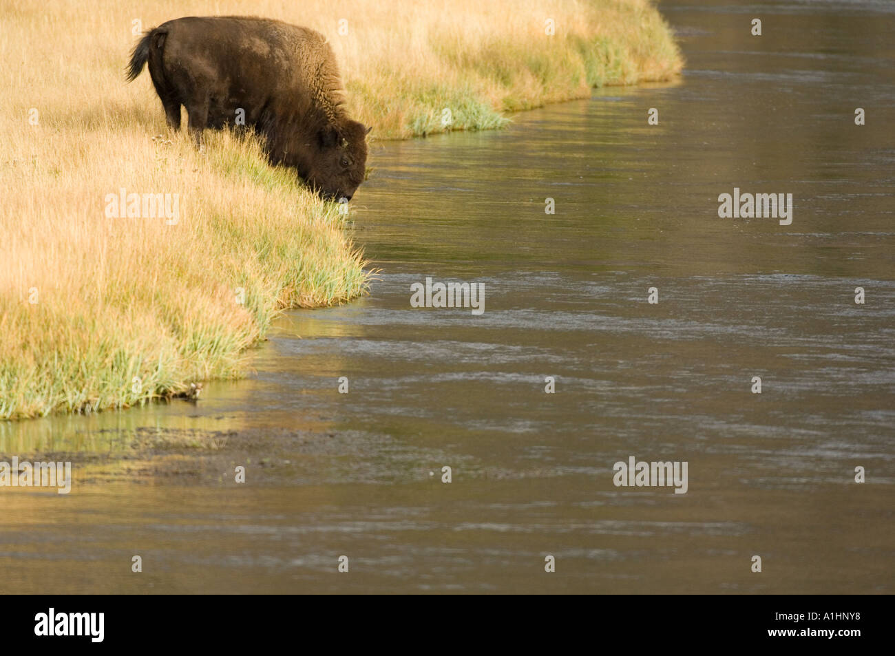 Bison (Bison bison) drinking, Maddison River, Yellowstone National Park ...