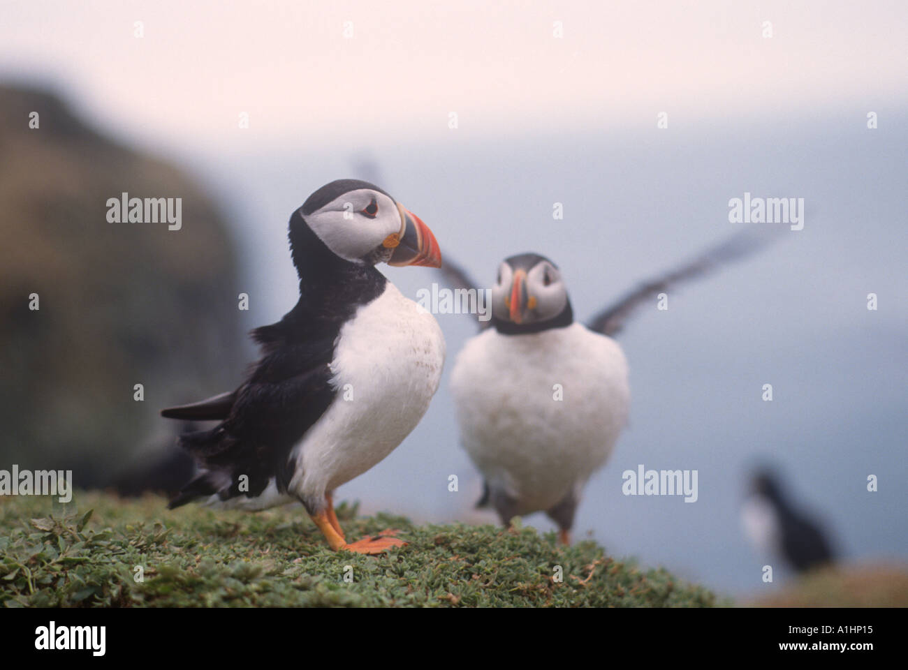 Puffins Natural World Pembrokeshire West Wales Stock Photo - Alamy