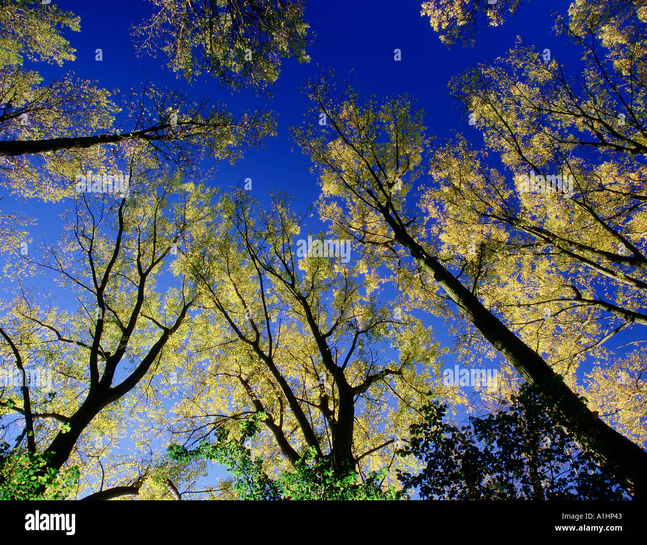 Group of poplars hi-res stock photography and images - Alamy