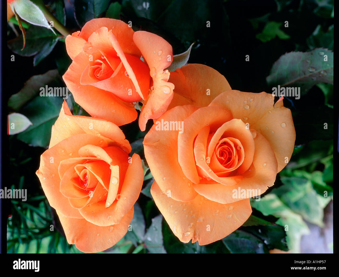 three orange roses Stock Photo - Alamy