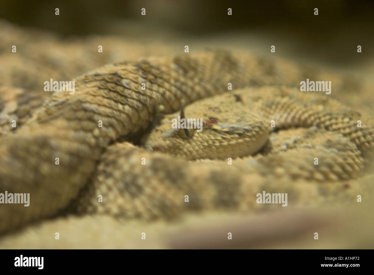 Snake With Horns Stock Photo - Alamy