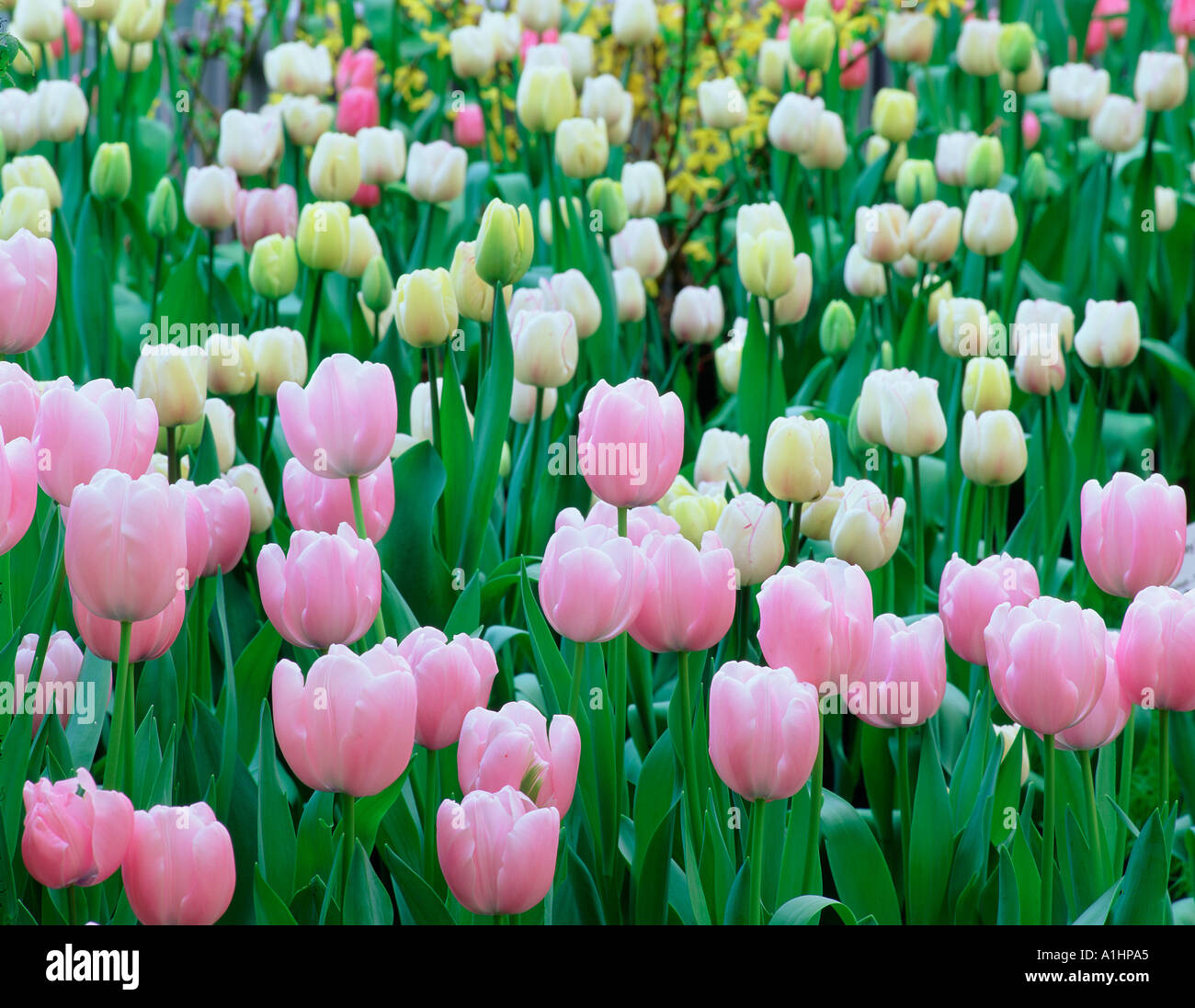 pink and white tulips Stock Photo - Alamy