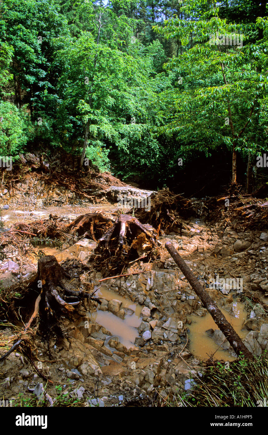 Debris flood tree hi-res stock photography and images - Alamy