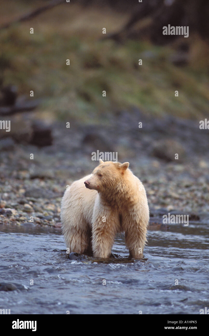 spirit bear kermode black bear Ursus americanus sow fishing for salmon ...