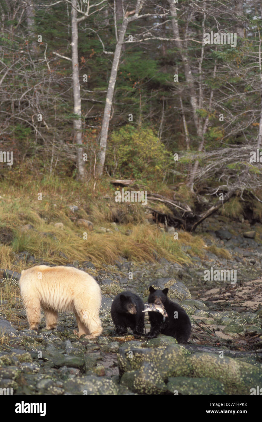 spirit bear kermode black bear Ursus americanus sow with cubs feeding ...