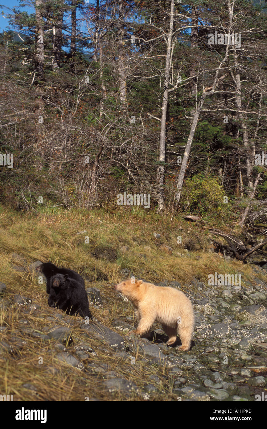 spirit bear kermode black bear Ursus americanus sow with cubs in the ...
