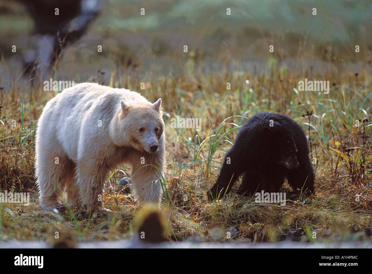 spirit bear kermode black bear Ursus americanus sow with cub in the ...