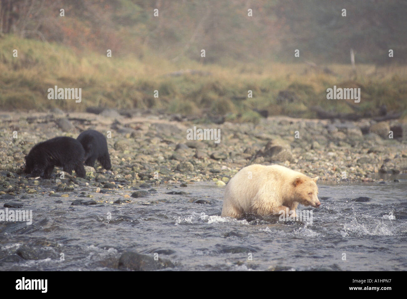 spirit bear kermode black bear Ursus americanus sow with cubs fishing ...