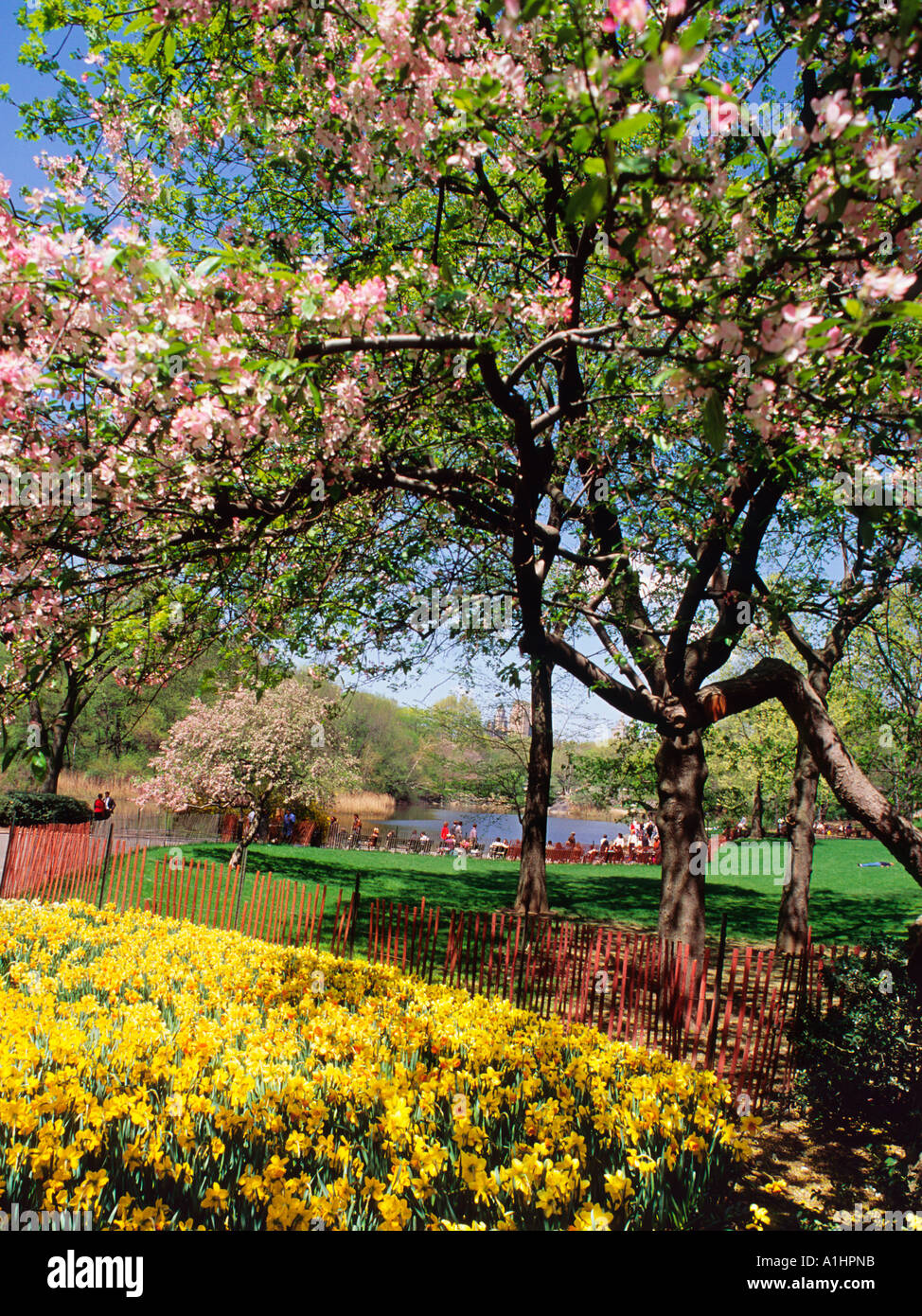 New York City Central Park The Boat Pond Spring Flowers and Trees ...