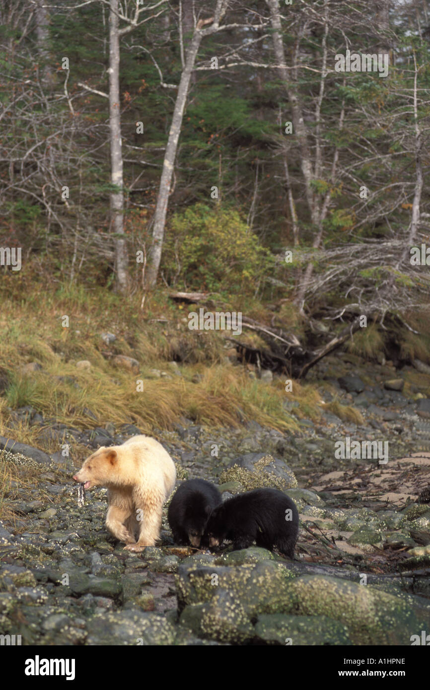 spirit bear kermode black bear Ursus americanus sow with cubs feeding ...