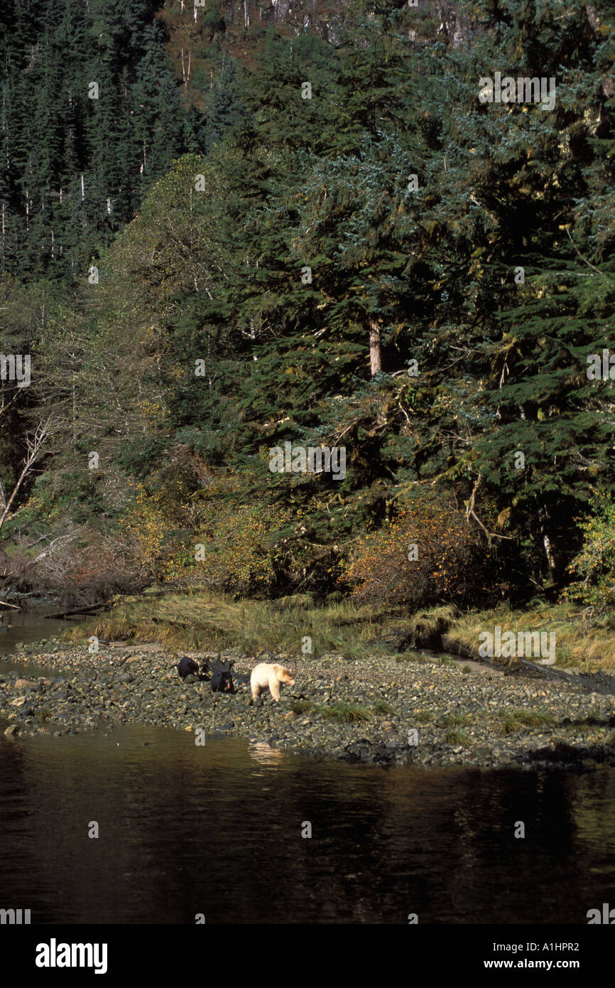 spirit bear kermode black bear Ursus americanus sow with cub walking ...